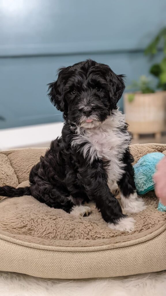 Available Portuguese Water Dog Puppies For Sale!