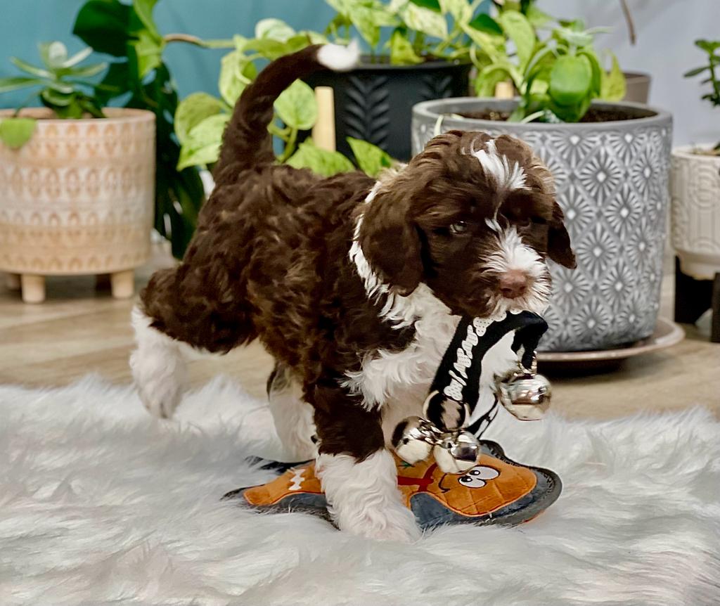Available Portuguese Water Dog Puppies For Sale!