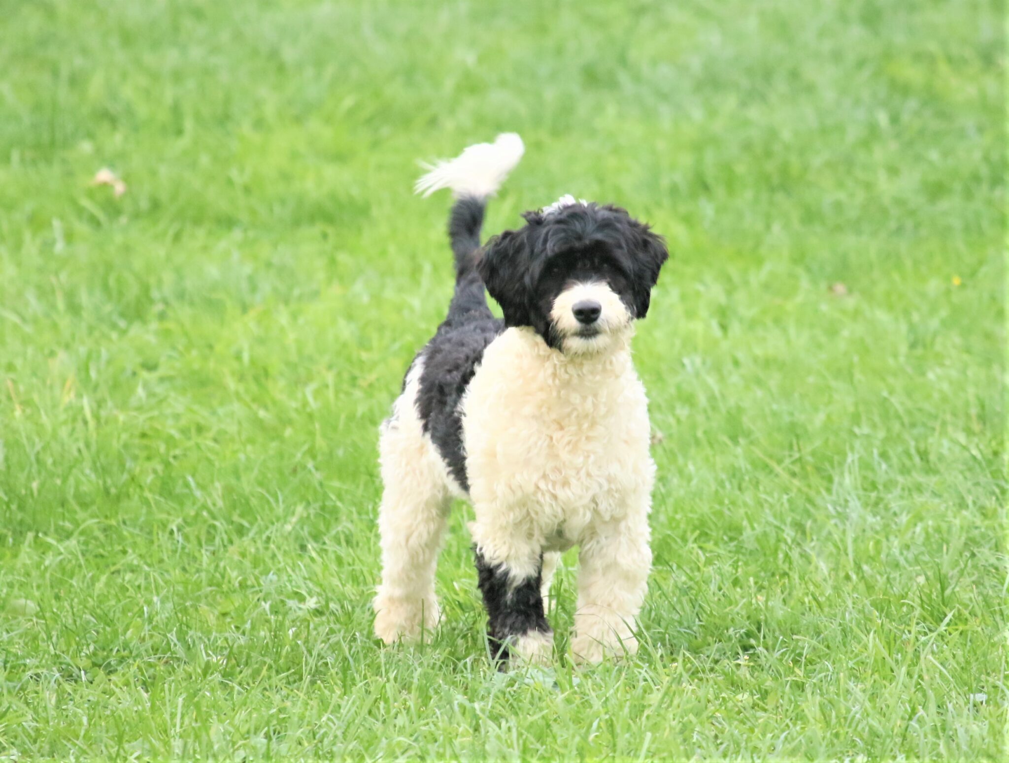 Best Portuguese Puppies for sale! House Raised & Cared For!
