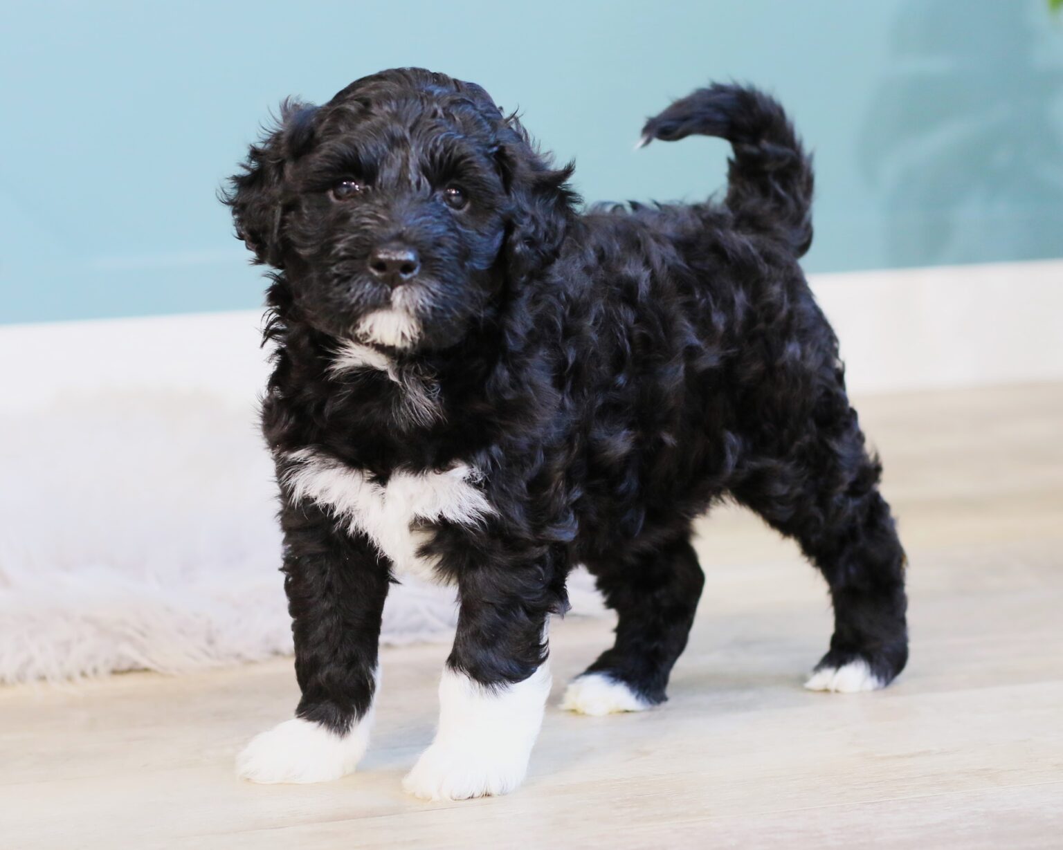 Available Portuguese Water Dog Puppies For Sale 