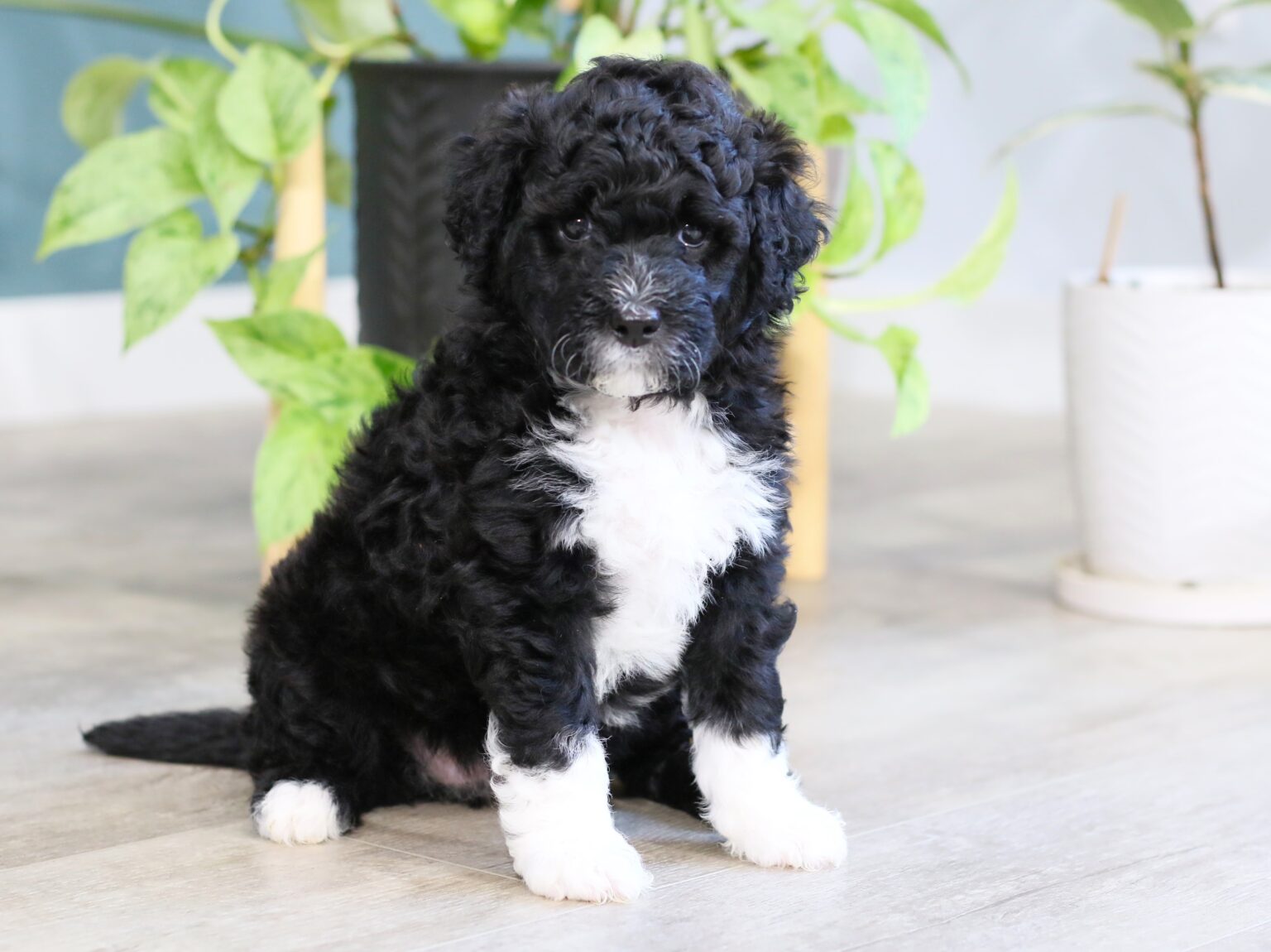 Available Portuguese Water Dog Puppies For Sale 