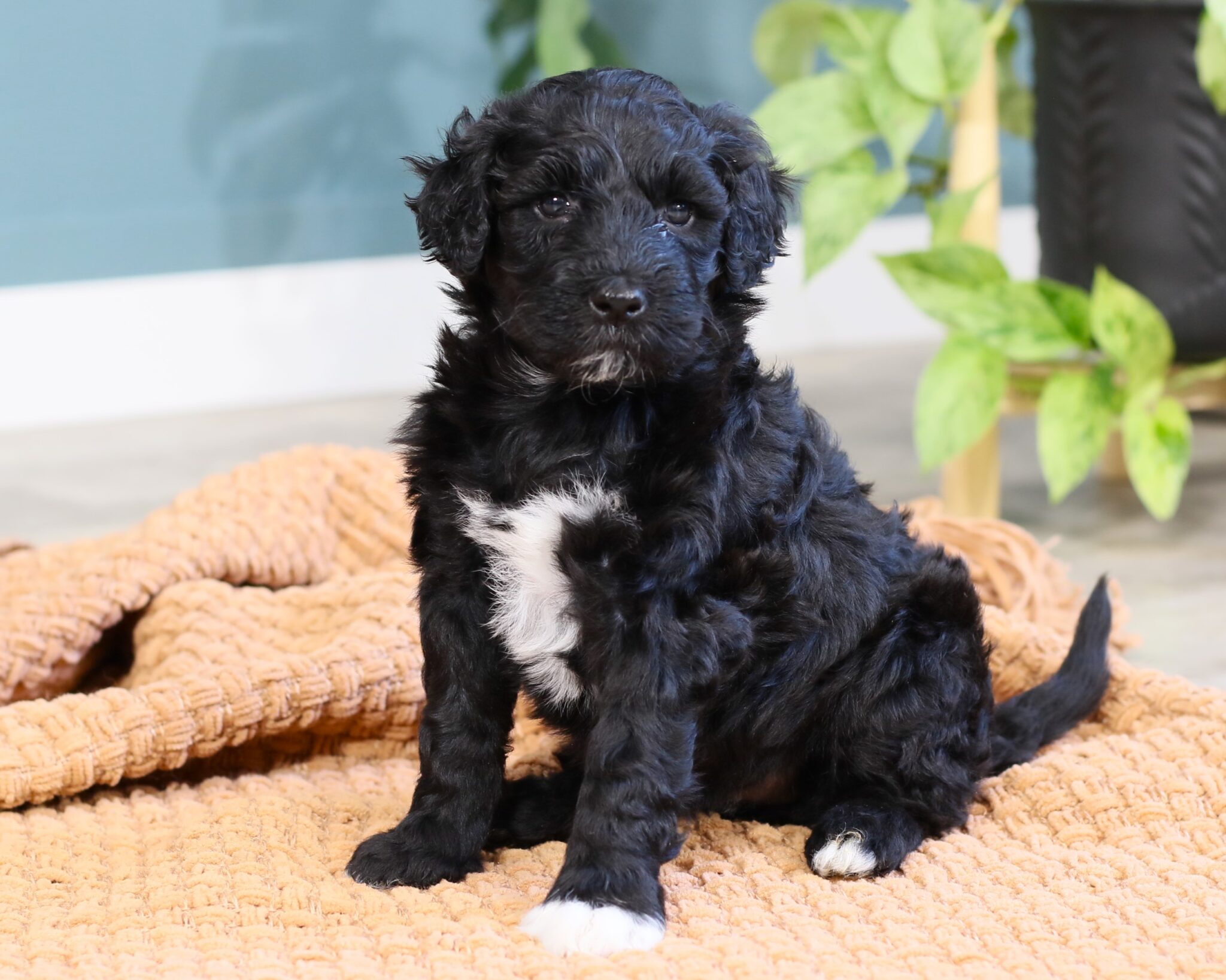 Available Portuguese Water Dog Puppies For Sale 