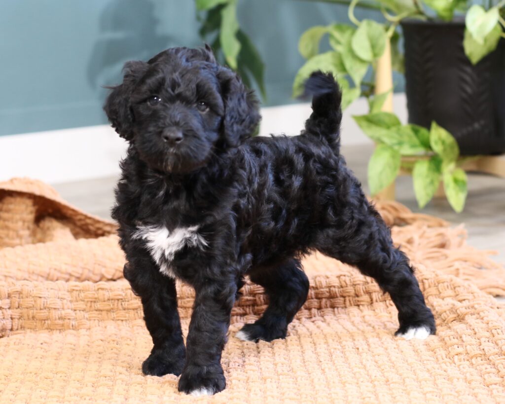 Available Portuguese Water Dog Puppies For Sale!