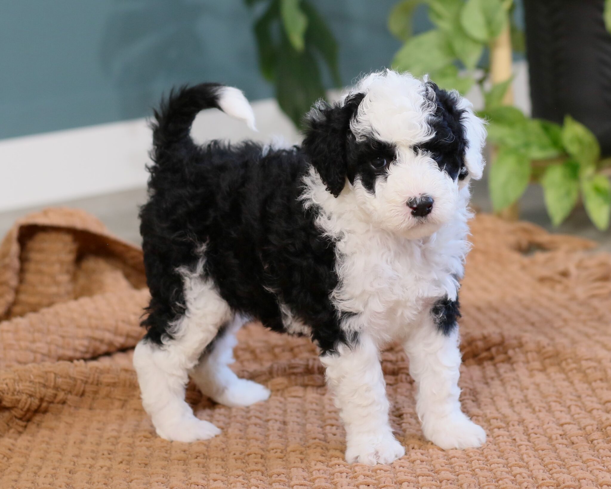 Available Portuguese Water Dog Puppies For Sale!