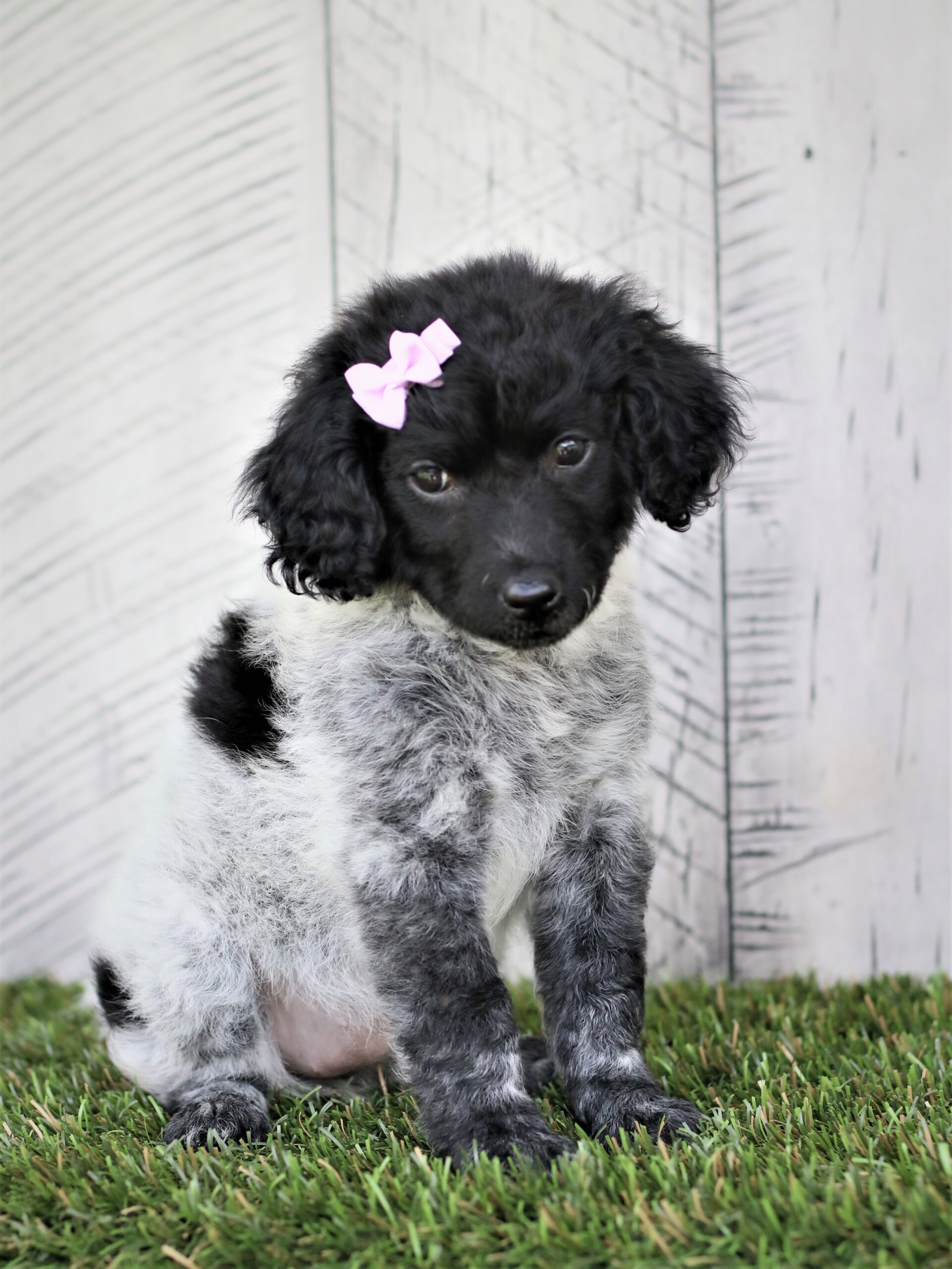 Best Portuguese Puppies for sale! House Raised & Cared For!