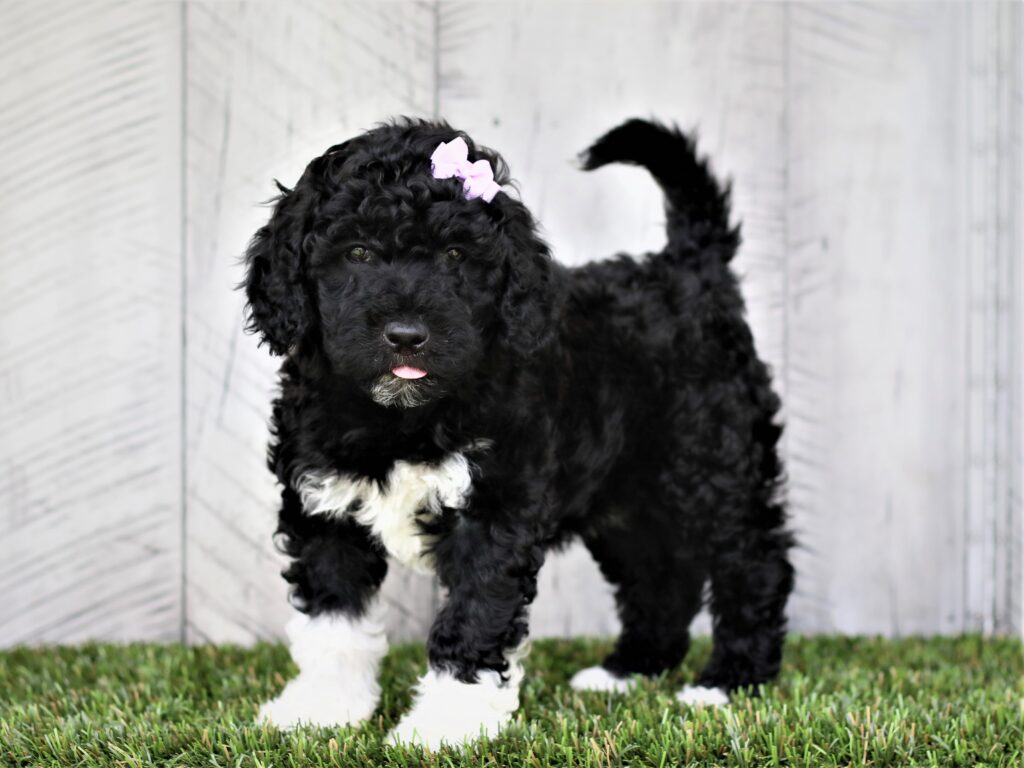 Available Portuguese Water Dog Puppies For Sale!