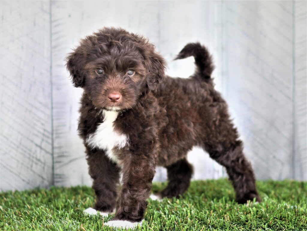 Available Portuguese Water Dog Puppies For Sale!