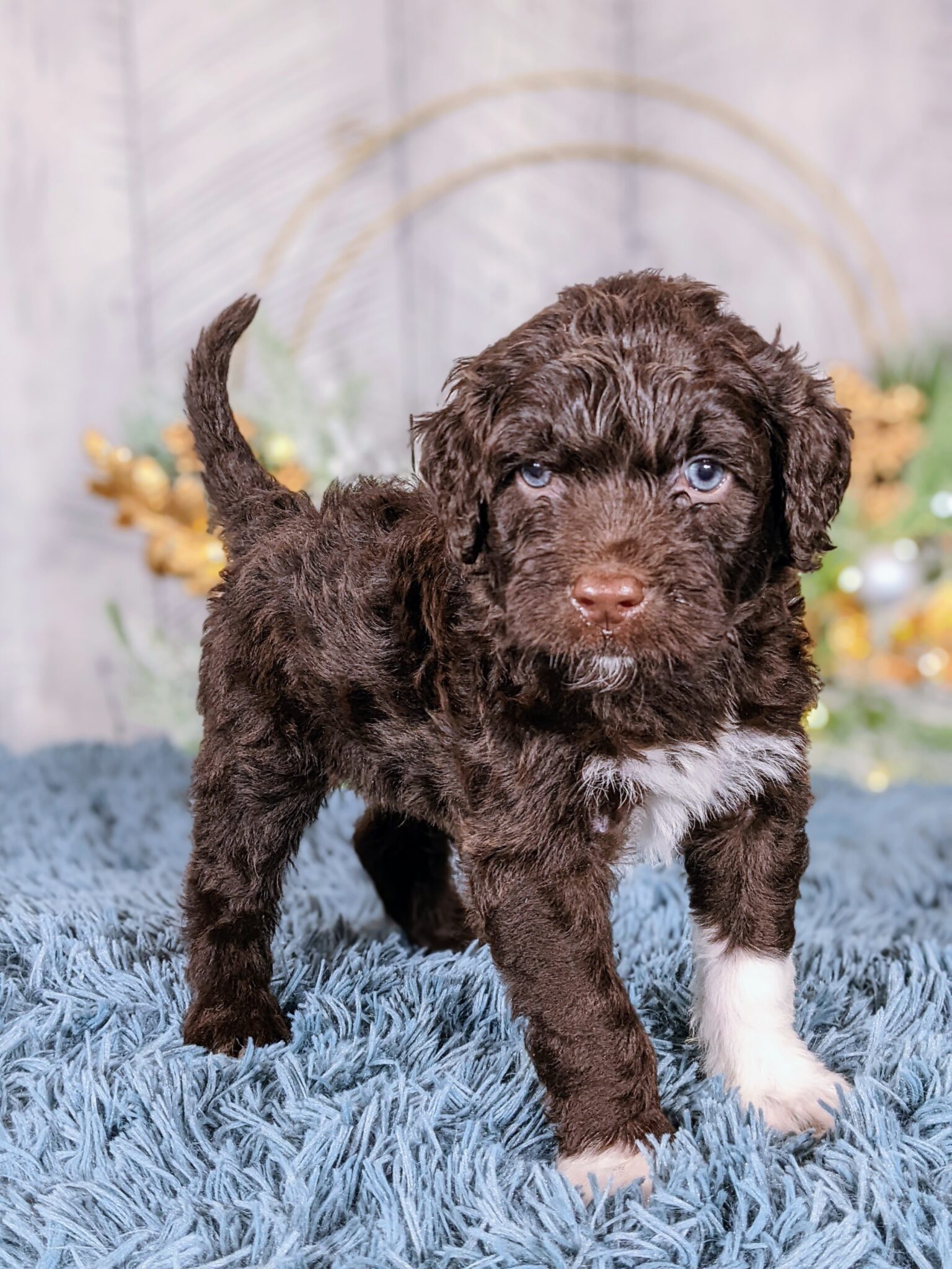 Available Portuguese Water Dog Puppies For Sale!