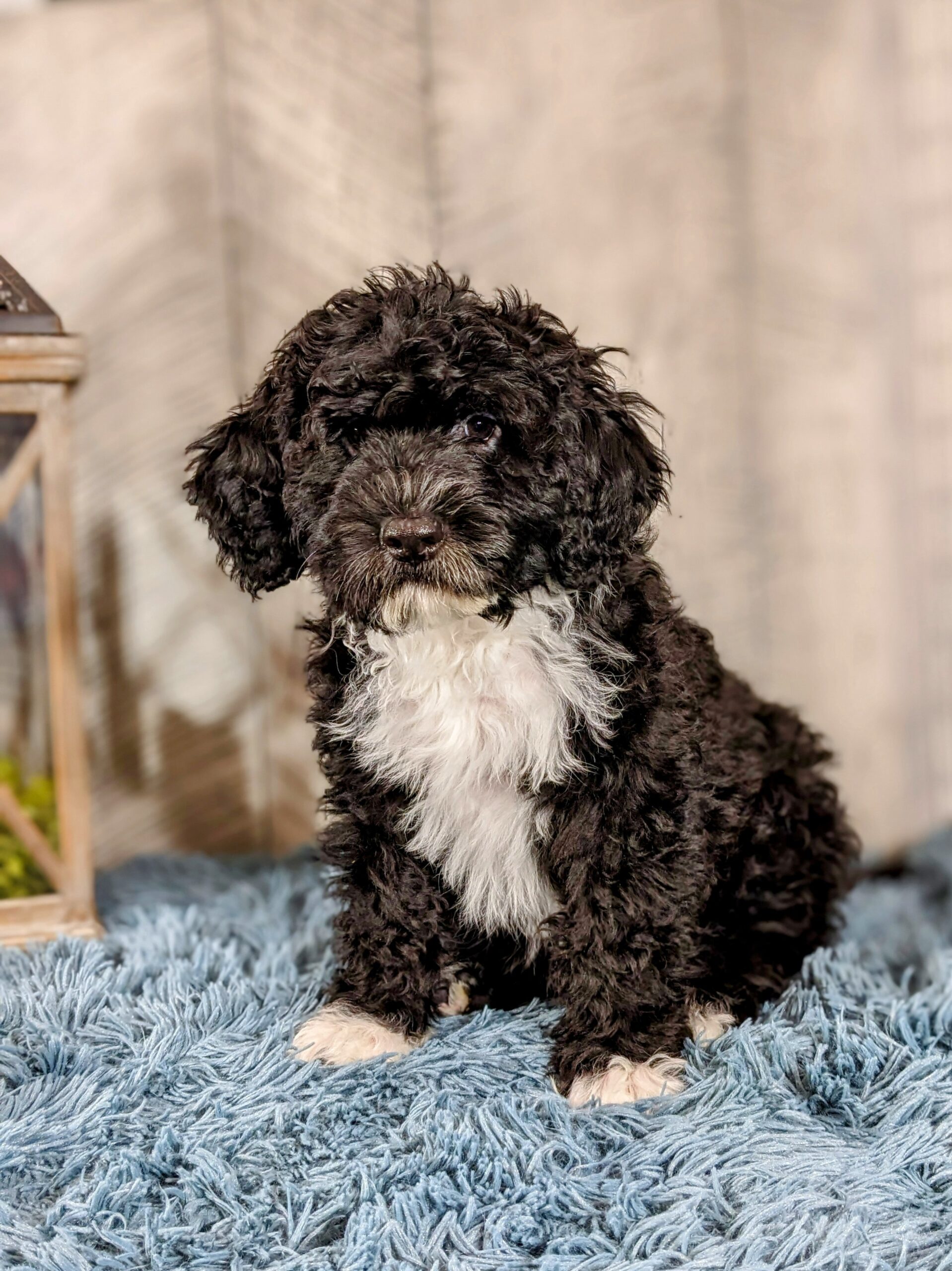 Available Portuguese Water Dog Puppies For Sale!