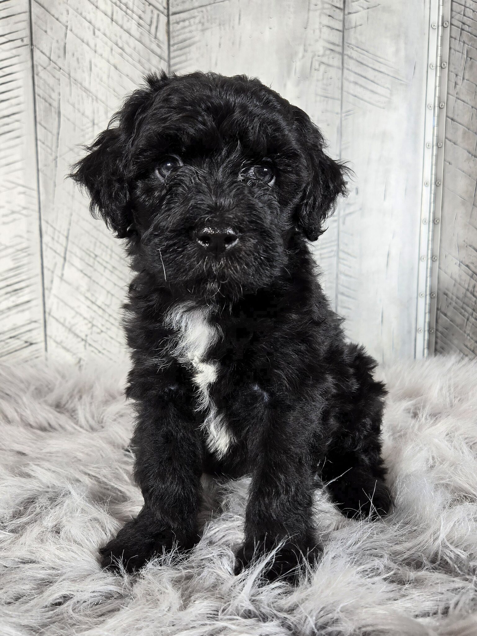 Available Portuguese Water Dog Puppies For Sale!
