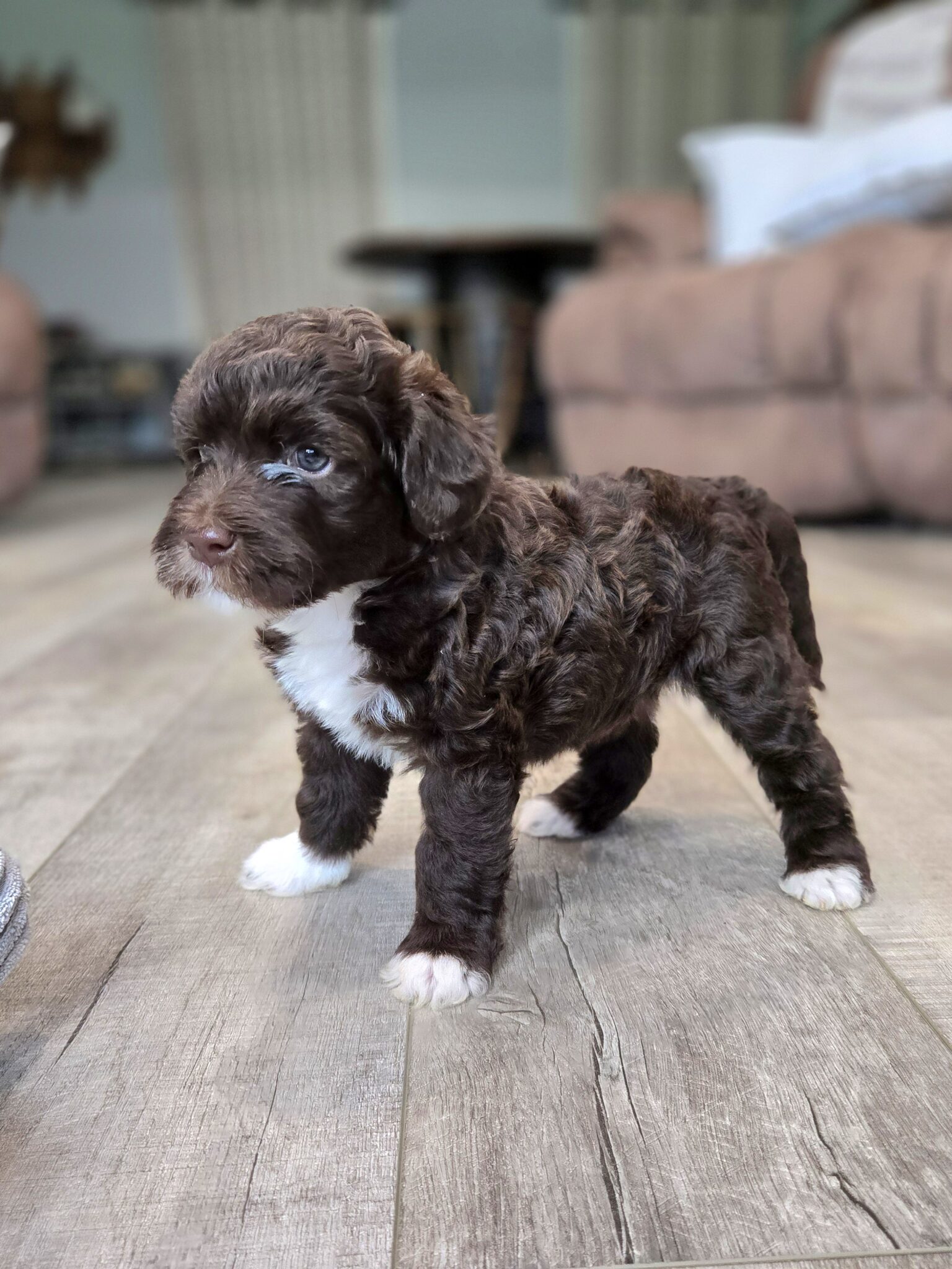Available Portuguese Water Dog Puppies For Sale!