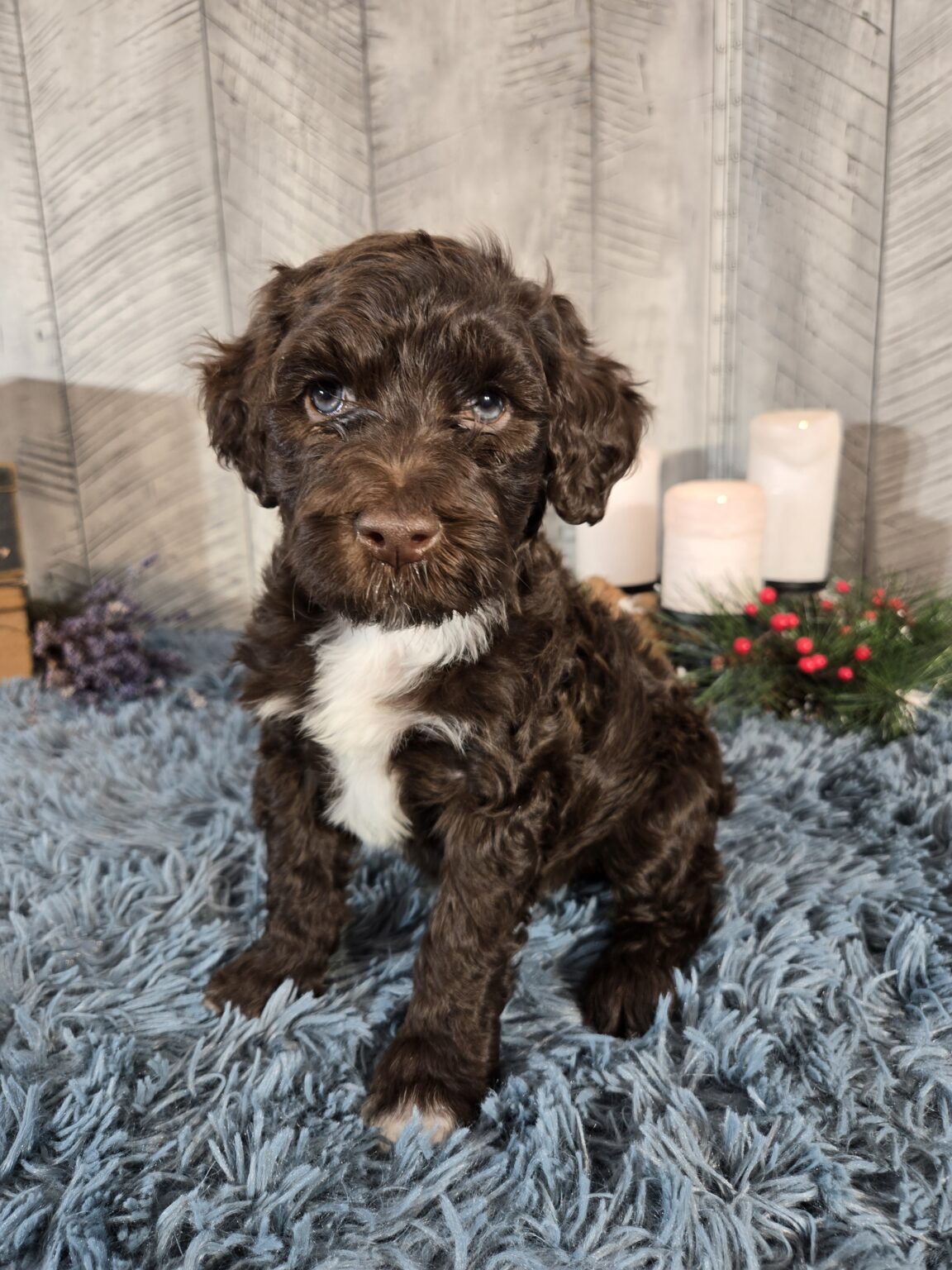Available Portuguese Water Dog Puppies For Sale!
