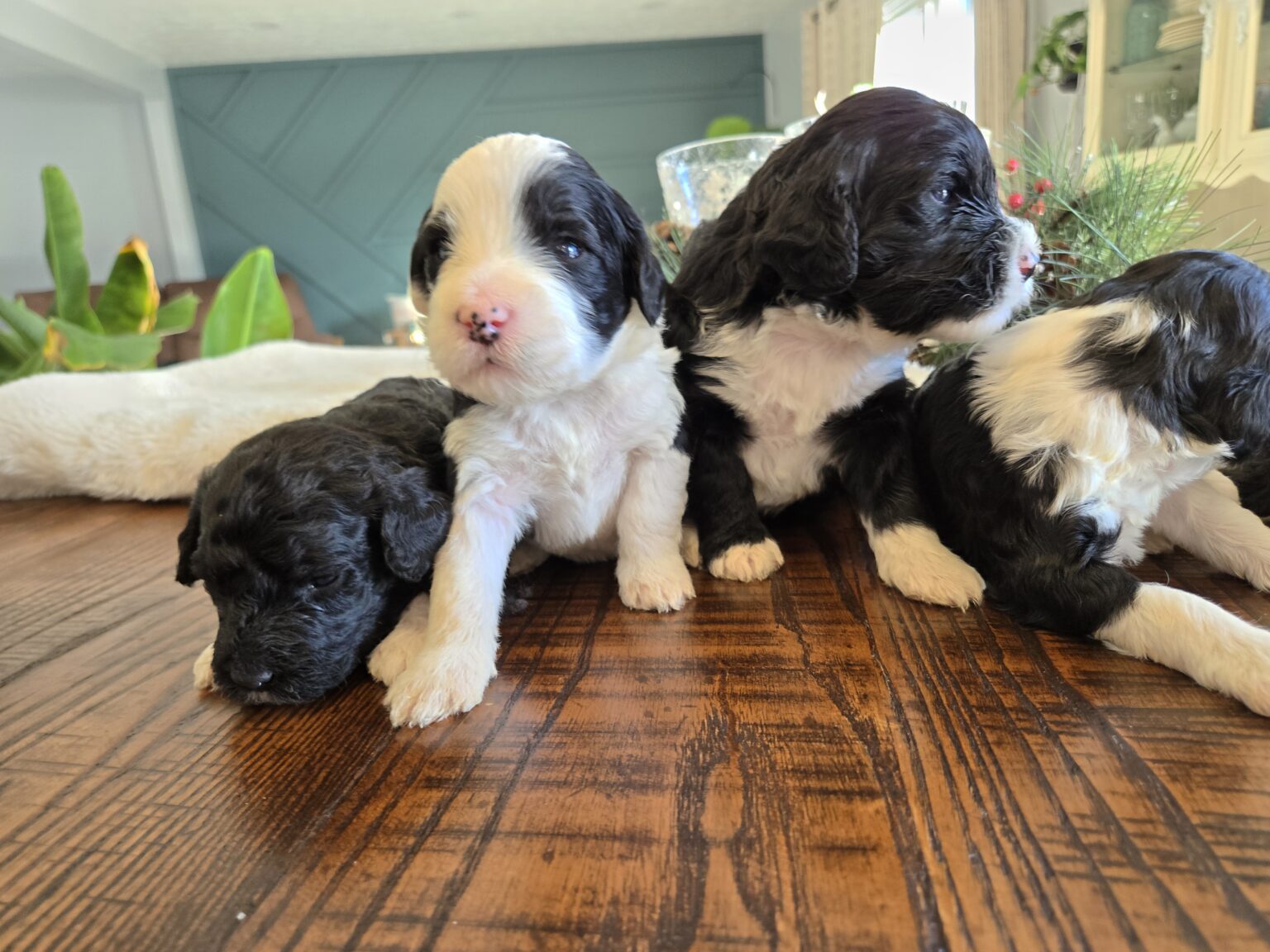 Available Portuguese Water Dog Puppies For Sale!