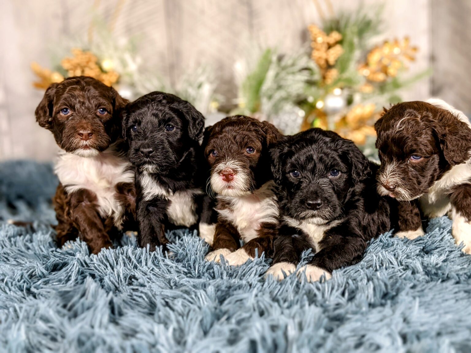 Available Portuguese Water Dog Puppies For Sale