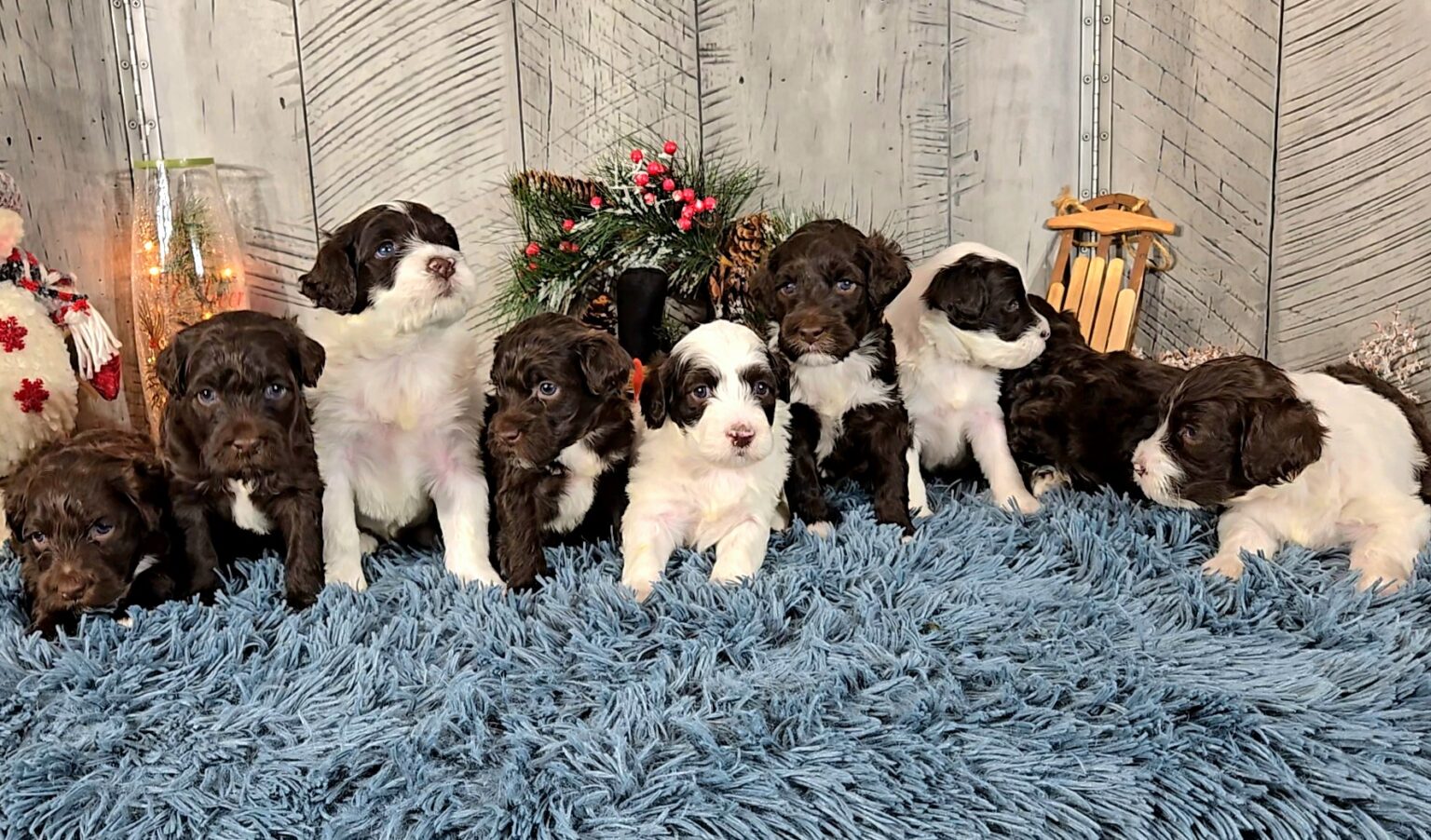 Available Portuguese Water Dog Puppies For Sale!