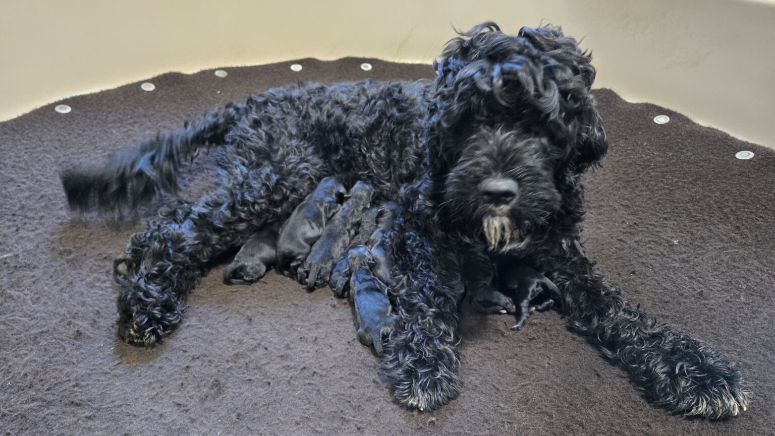 Available Portuguese Water Dog Puppies For Sale!